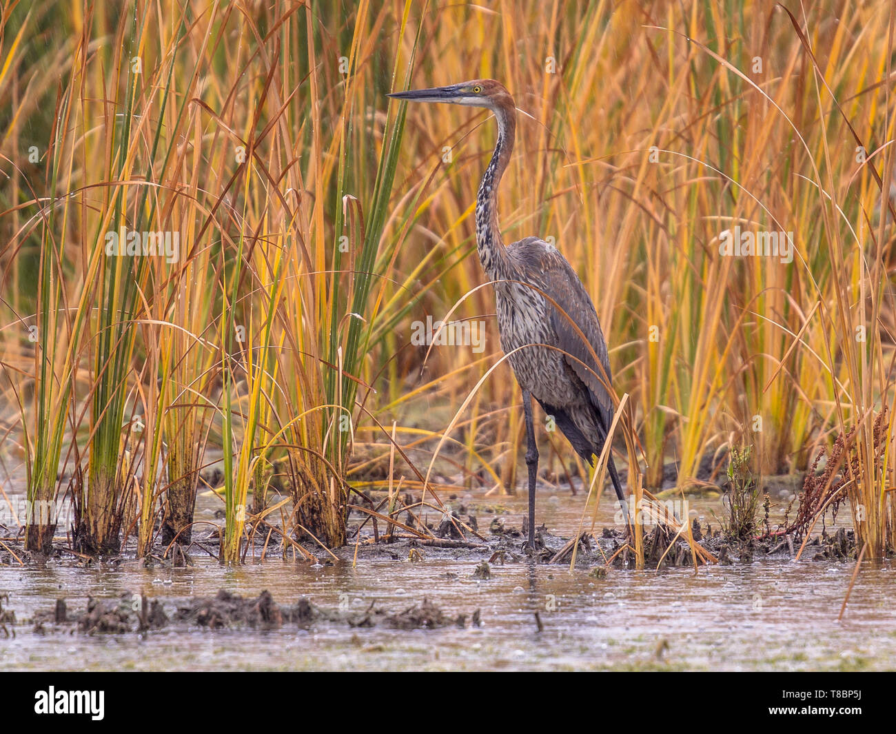 Goliath heron (Ardea goliath) in reed habitat of Marievale sanctuary ...