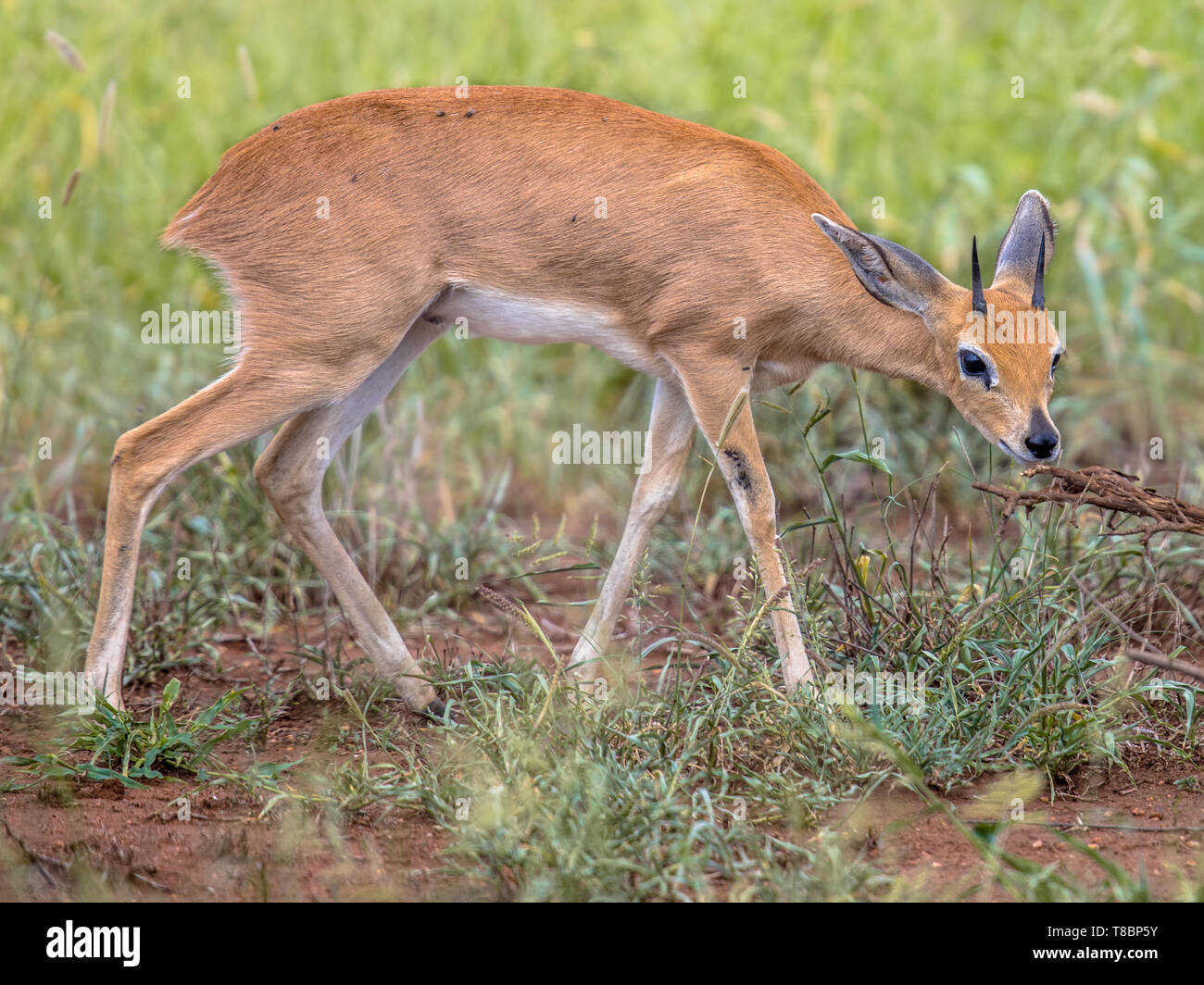 Steenbok (Raphicerus campestris) male in green savanna of Kruger ...