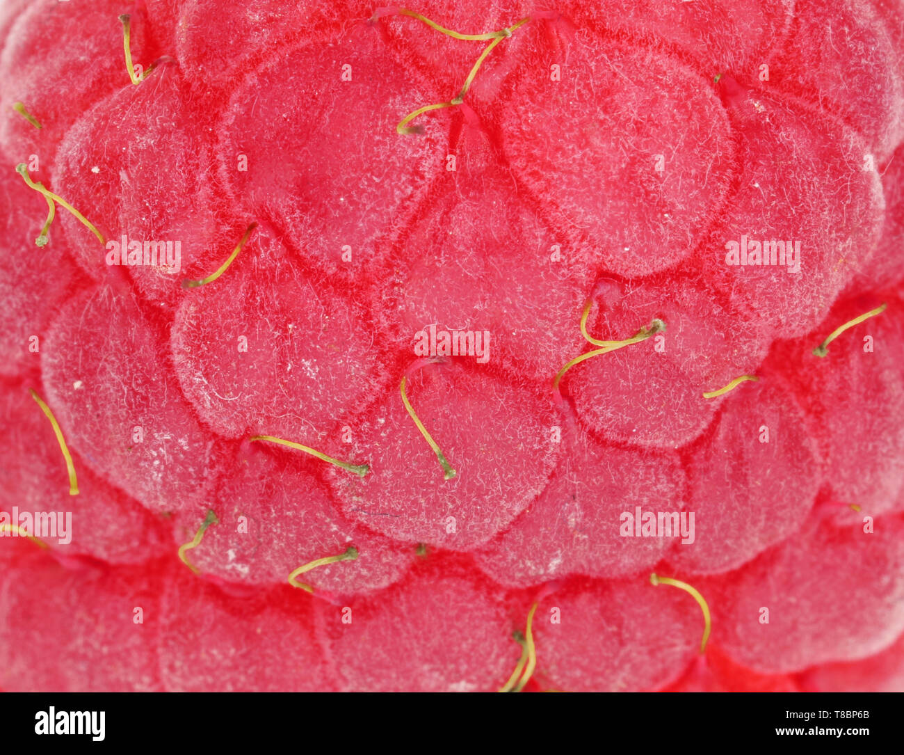 macro shot of red ripe raspberry, close up, red background of natural ...
