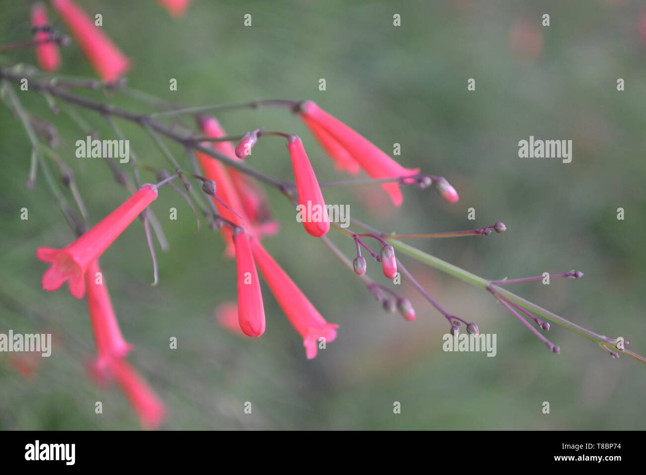 little pink trumpet flower Stock Photo - Alamy