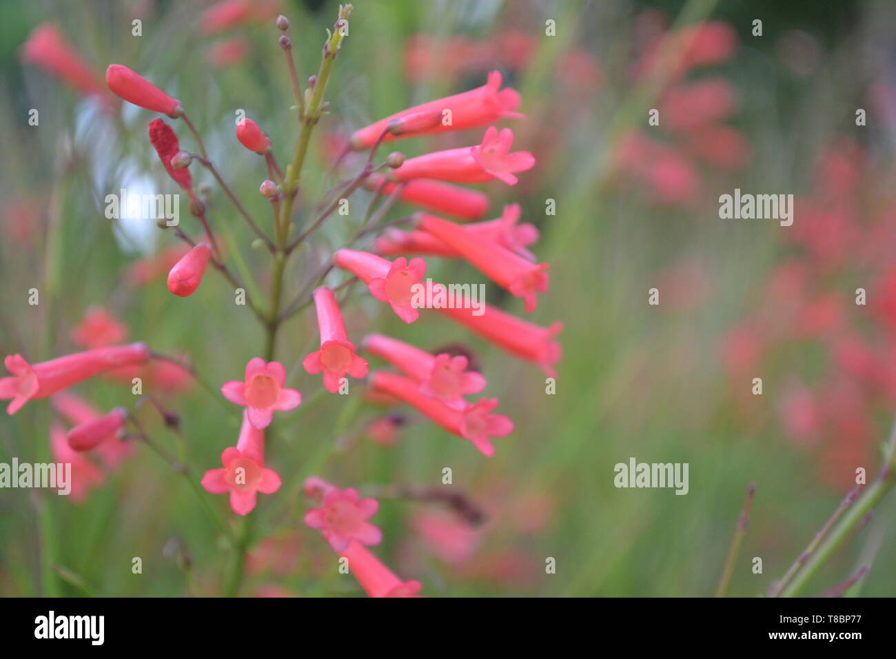 little pink trumpet flower Stock Photo - Alamy