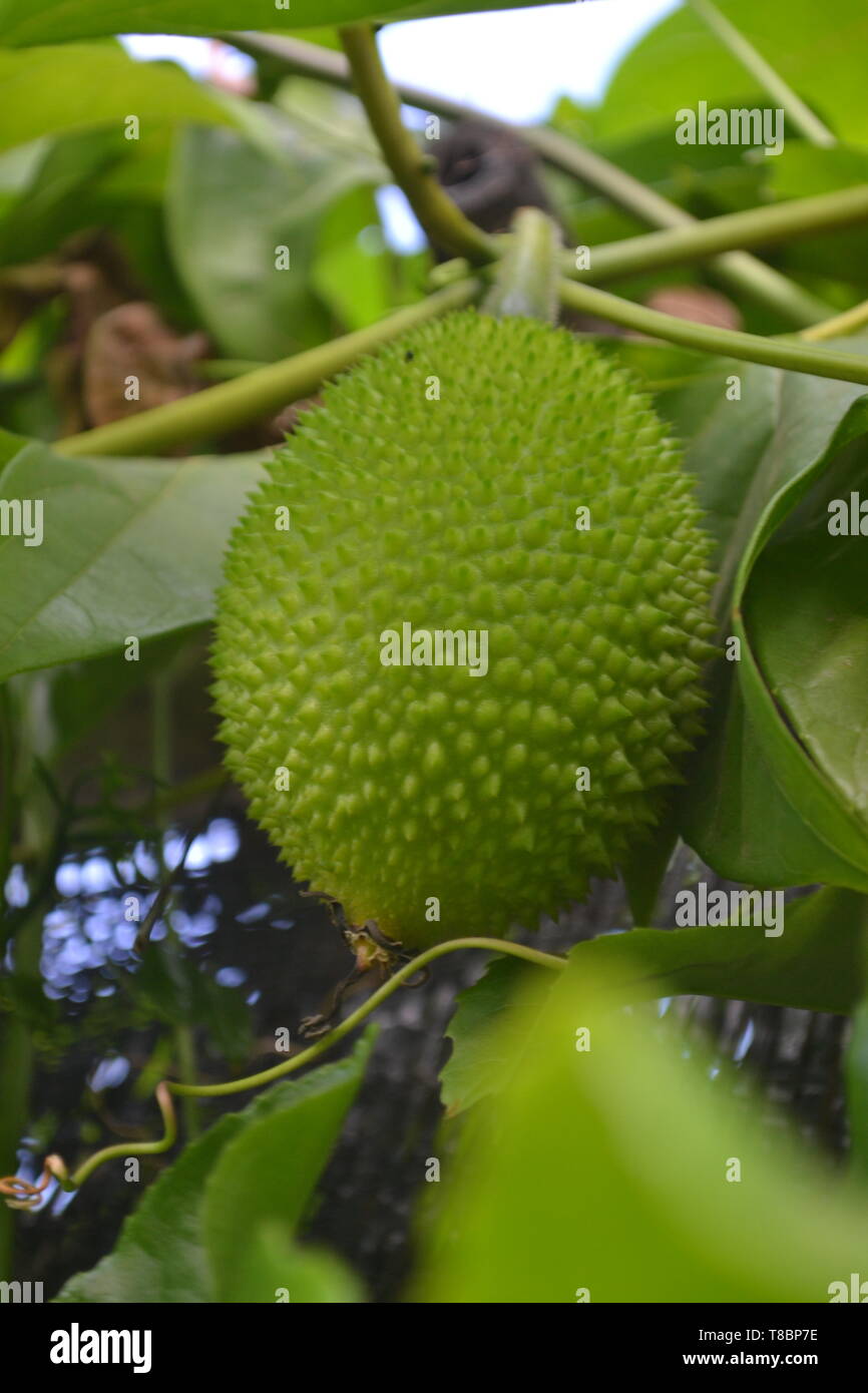 green soft effect gac Stock Photo - Alamy