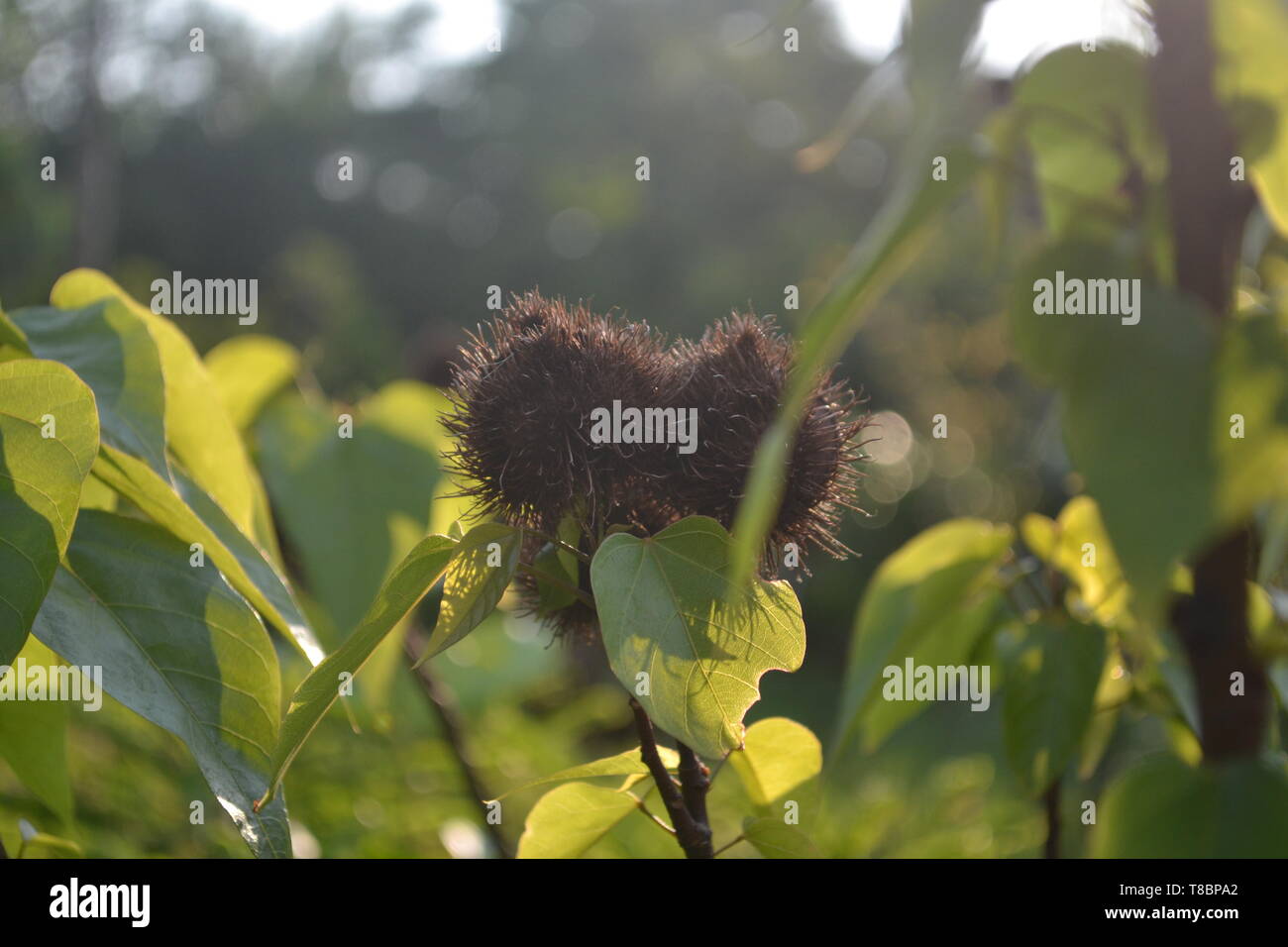 heart seed coat Stock Photo - Alamy