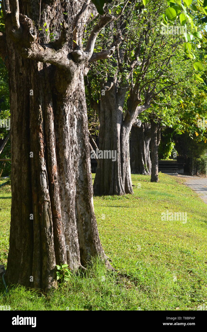 perspective tree 02 Stock Photo - Alamy