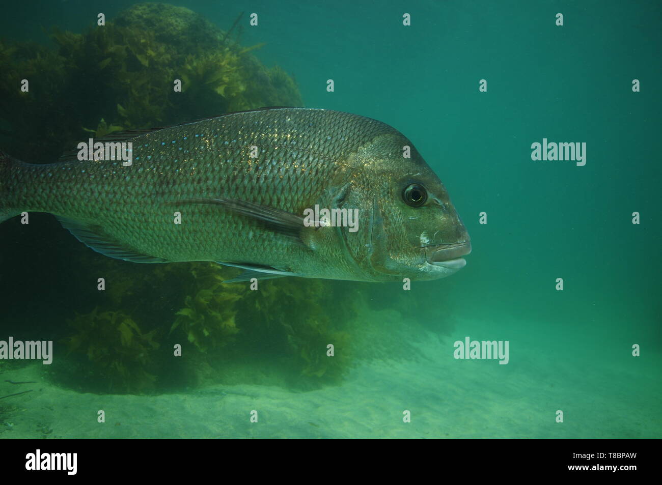 Side detail of large Australasian snapper Pagrus auratus with kelp ...