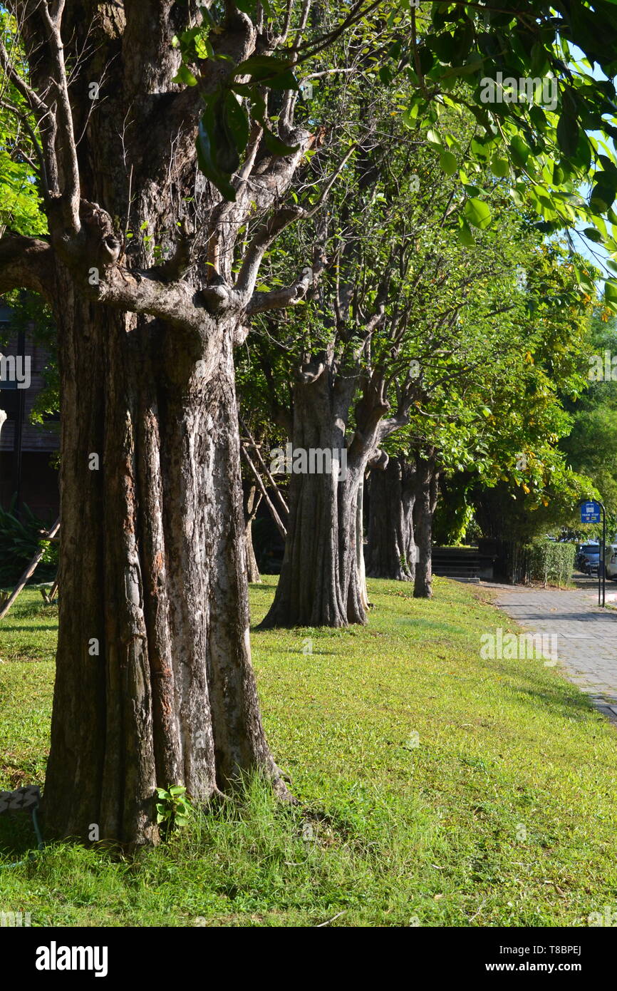 perspective tree 01 Stock Photo - Alamy