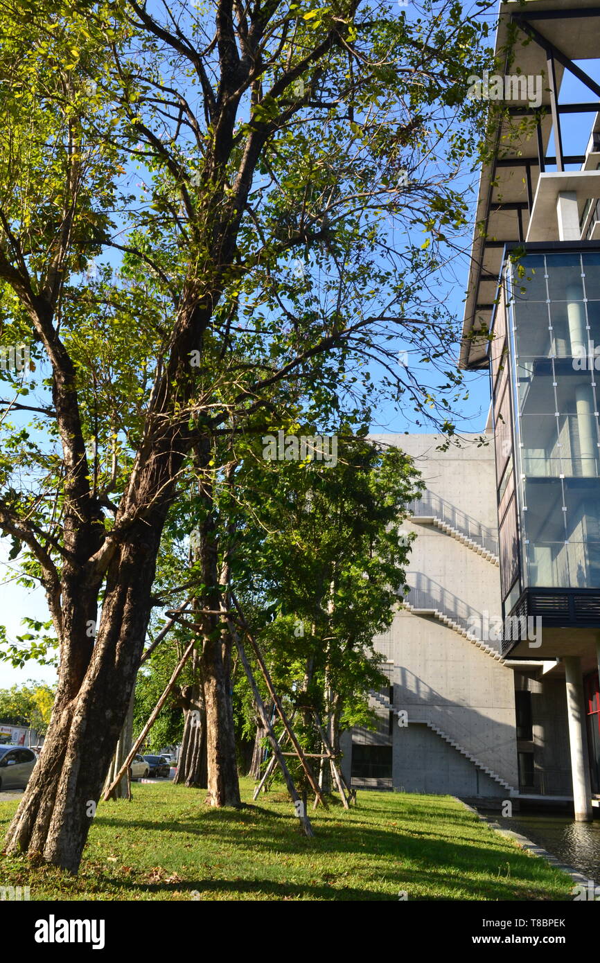 Bend tree hi-res stock photography and images - Alamy