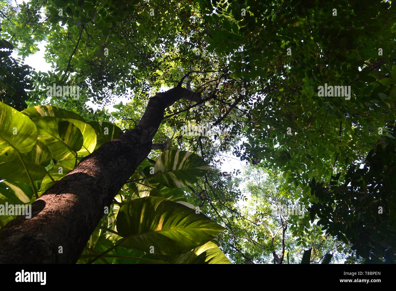 Tall tree in forest hi-res stock photography and images - Alamy