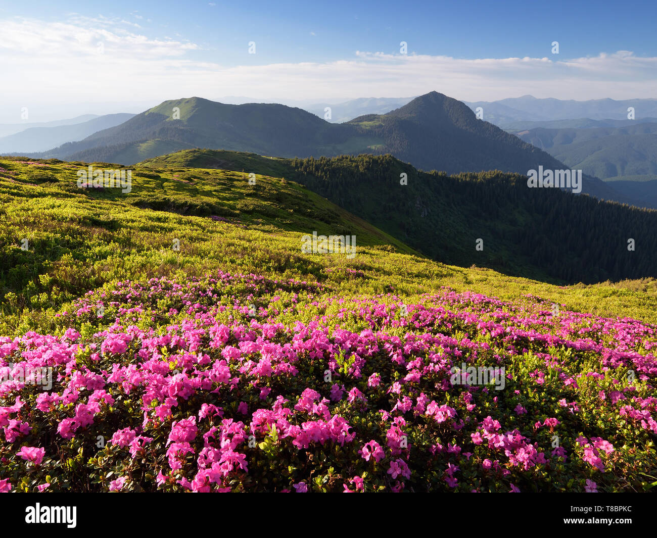 Ukraine flowers nature hi-res stock photography and images - Alamy