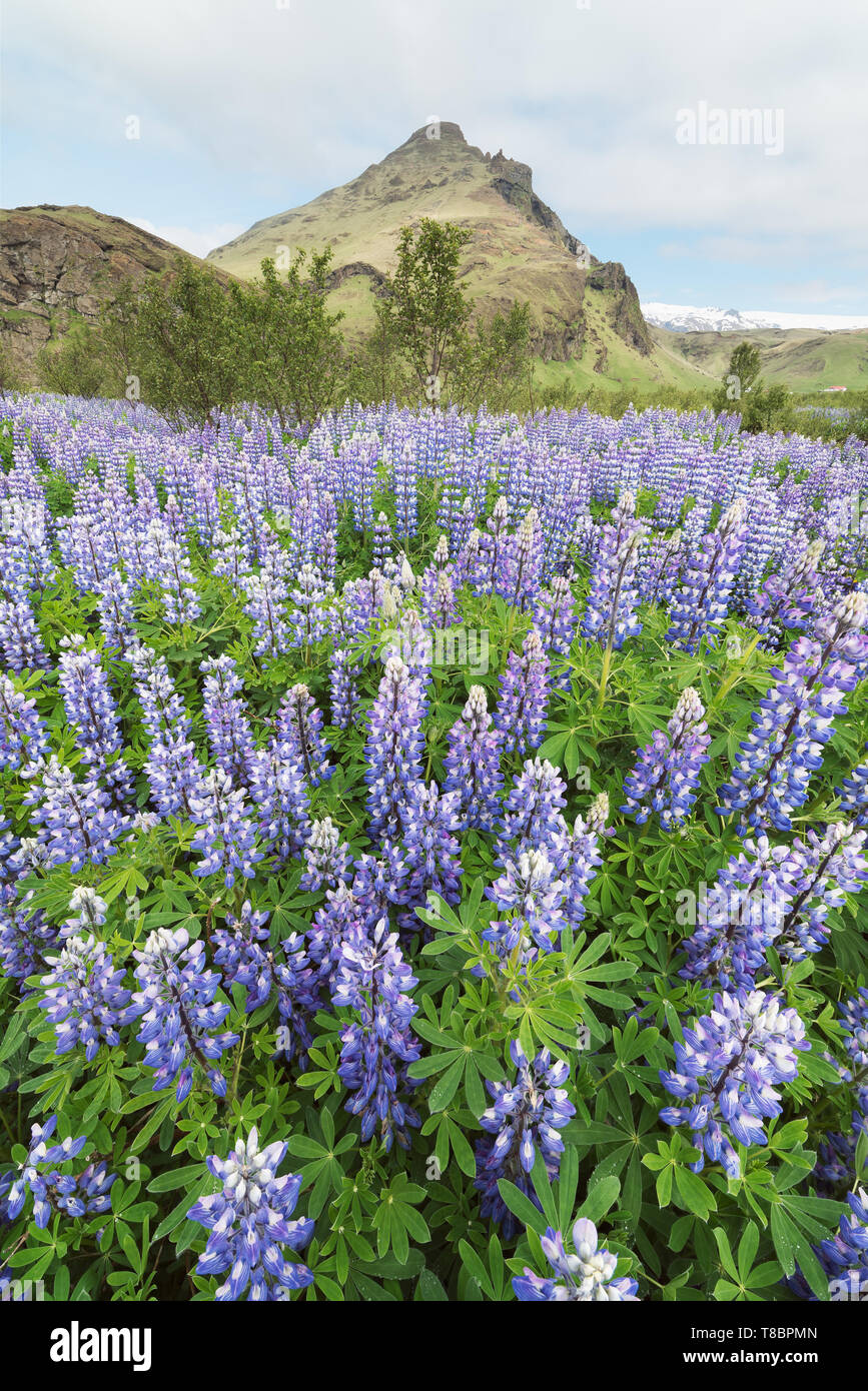 Iceland flowers hi-res stock photography and images - Alamy