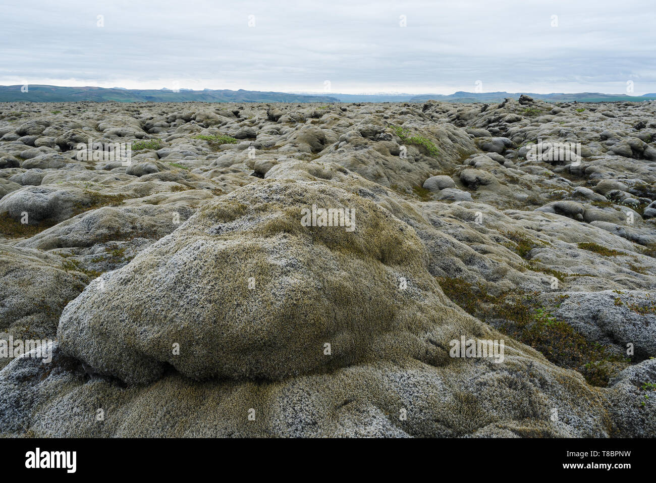 A dull landscape in muted tones. Lava fields with moss. The natural ...