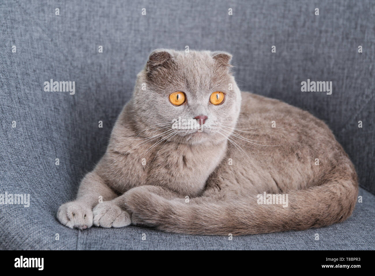 Cute cat resting on chair indoors Stock Photo - Alamy