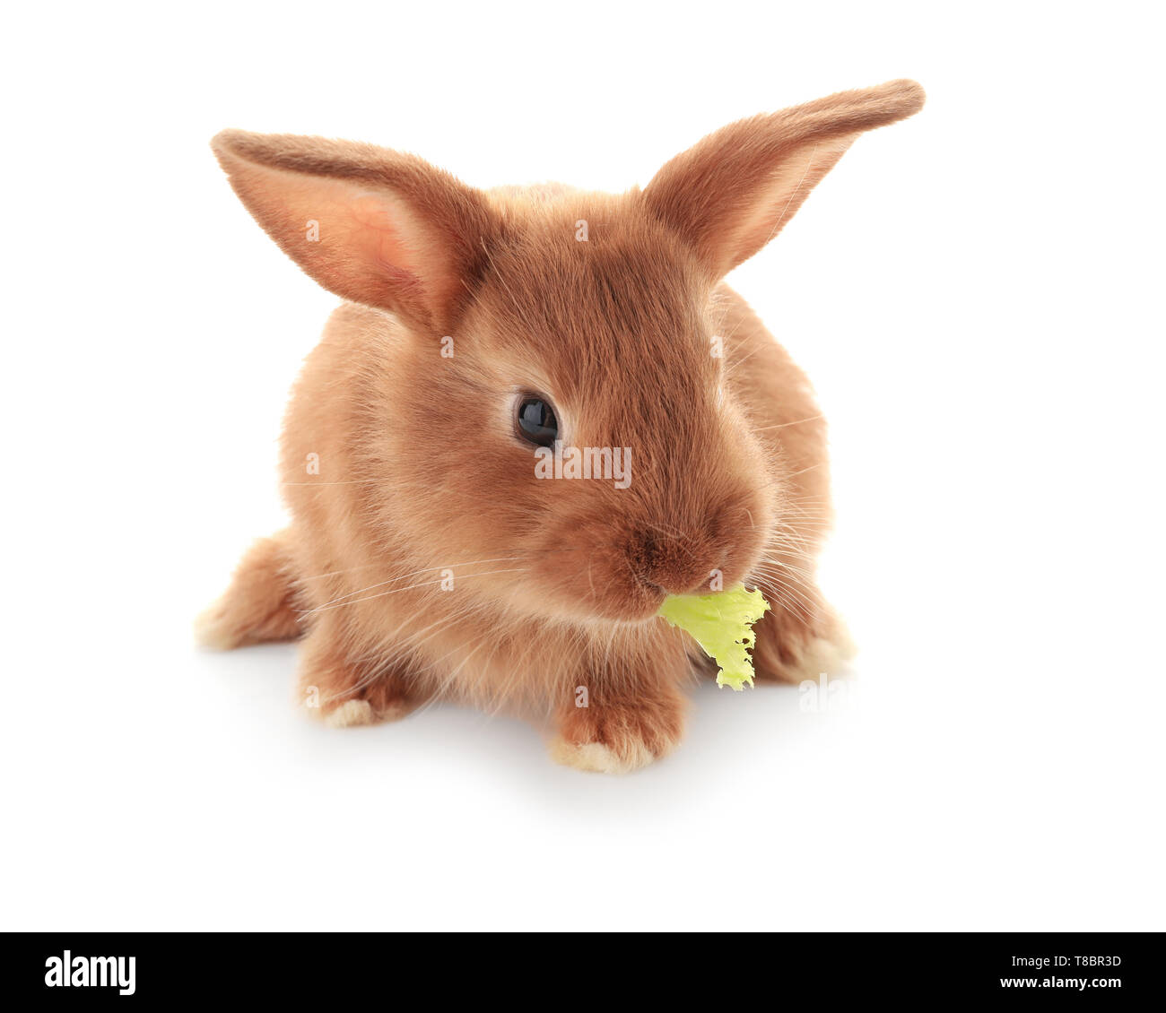 Cute fluffy bunny eating lettuce on white background Stock Photo - Alamy