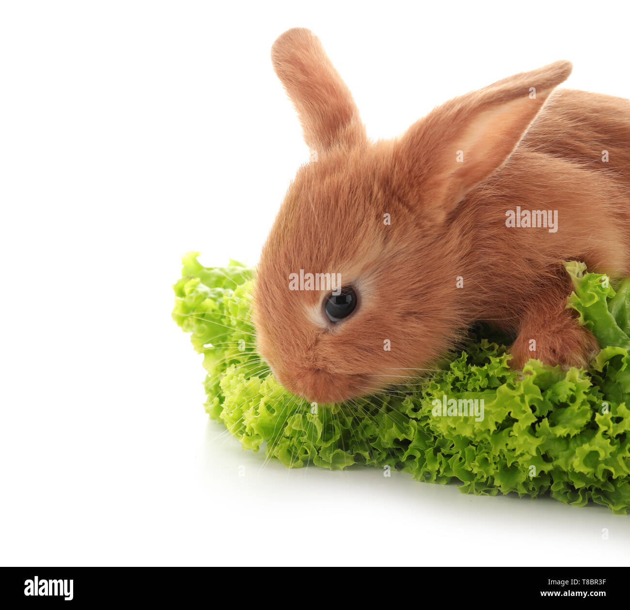 Hare lettuce hi-res stock photography and images - Alamy