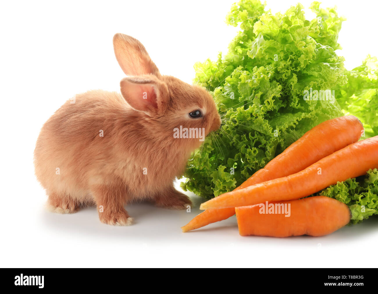 Cute fluffy bunny with lettuce and carrots on white background Stock ...