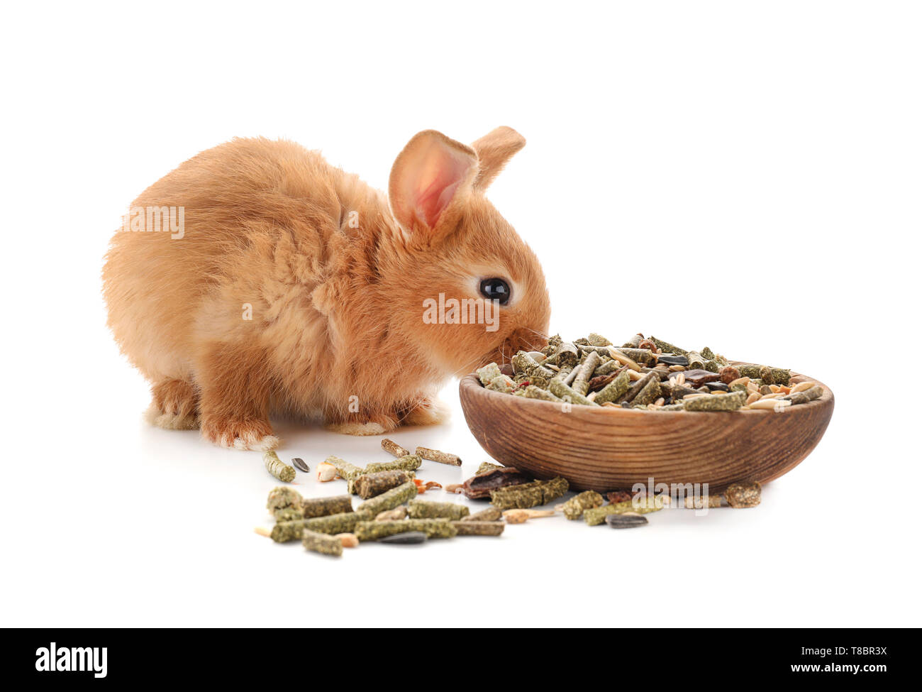 Cute fluffy bunny eating food from wooden bowl on white background ...