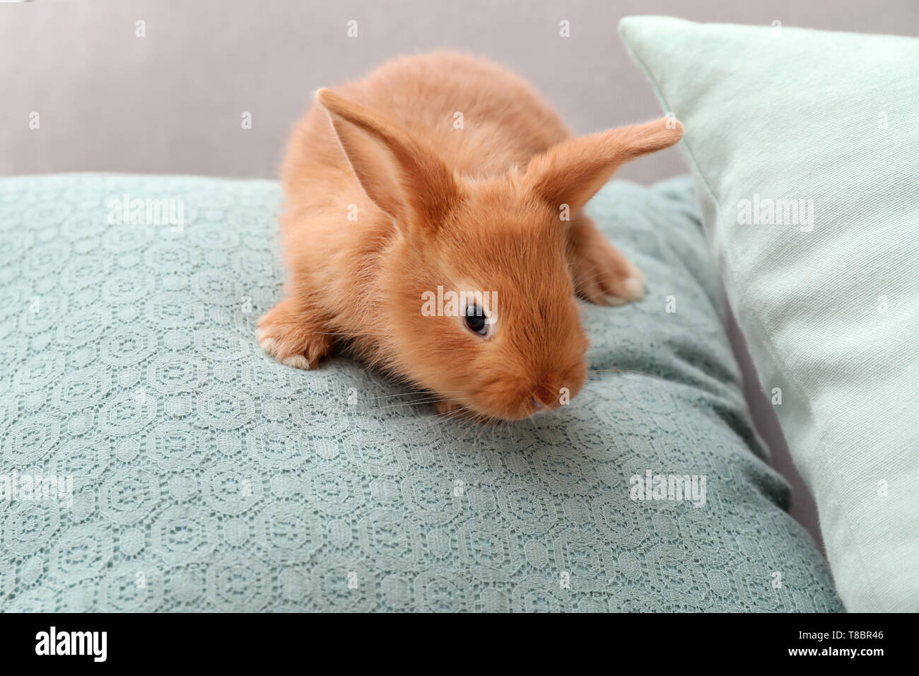 Cute fluffy bunny on sofa at home Stock Photo - Alamy