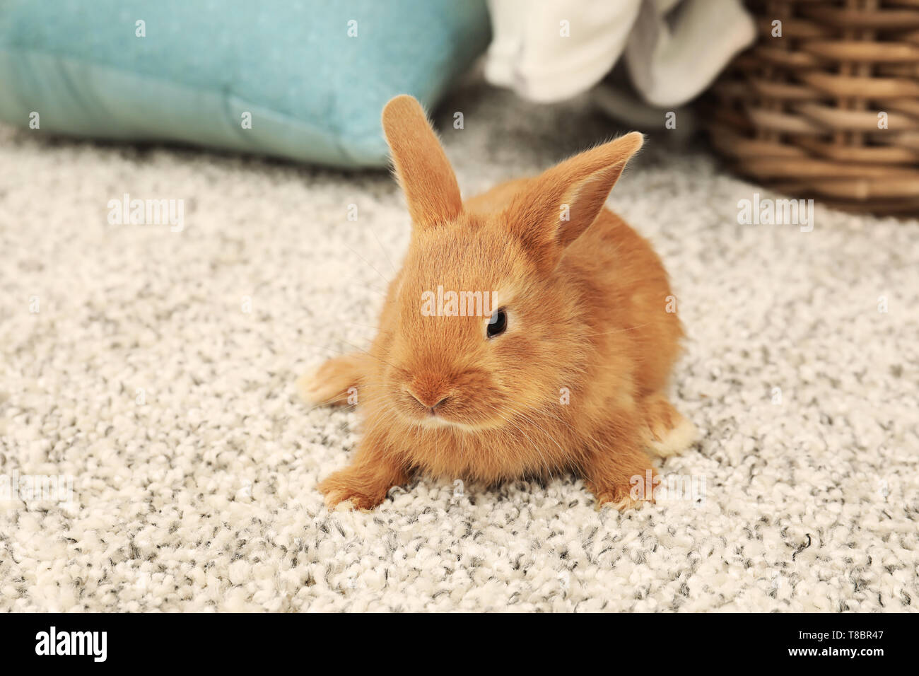 Cute fluffy bunny on floor at home Stock Photo - Alamy