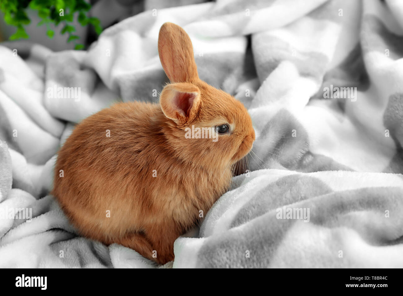 Cute fluffy bunny on soft plaid at home Stock Photo - Alamy