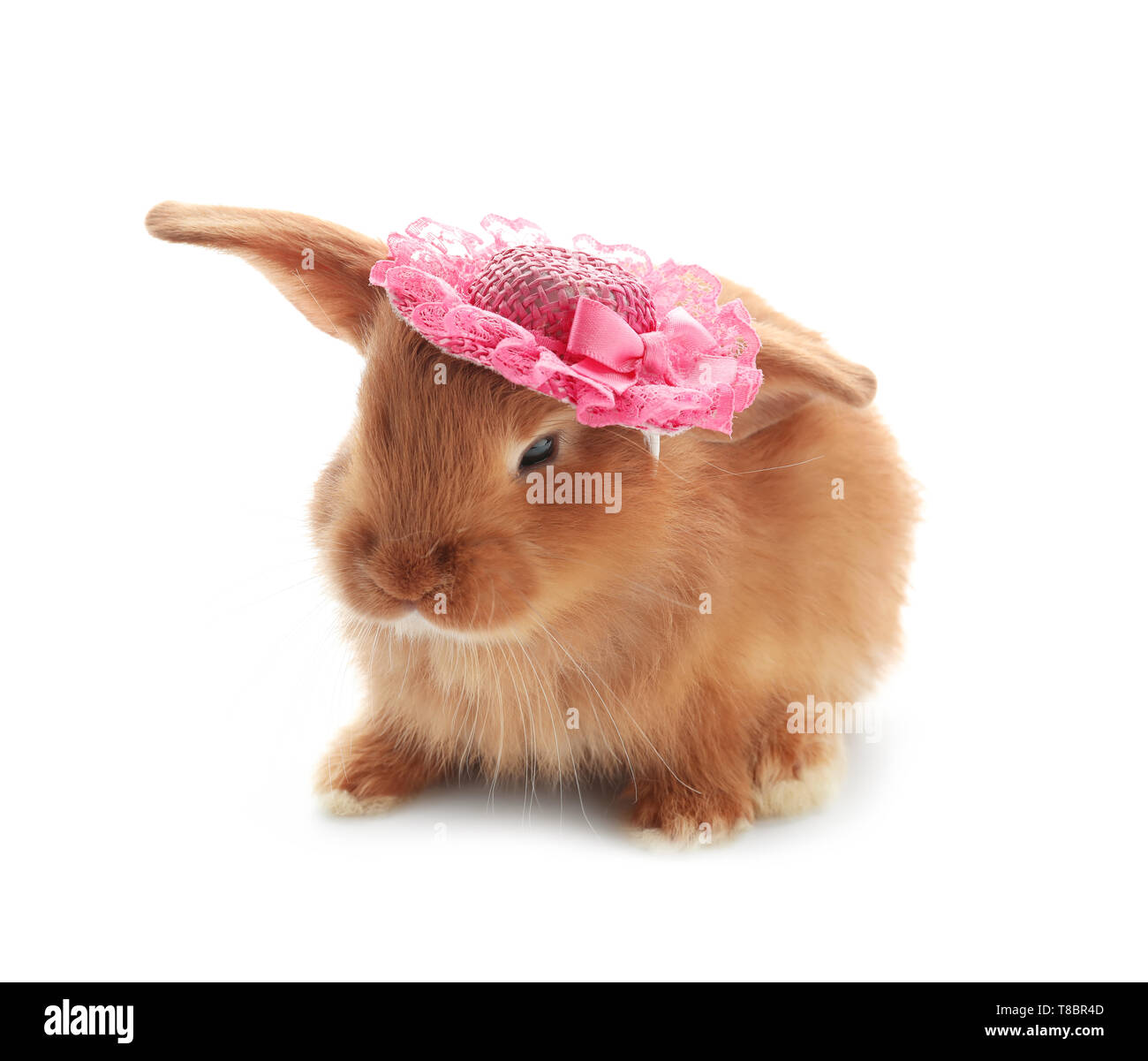 Fluffy bunny with cute hat on white background Stock Photo - Alamy