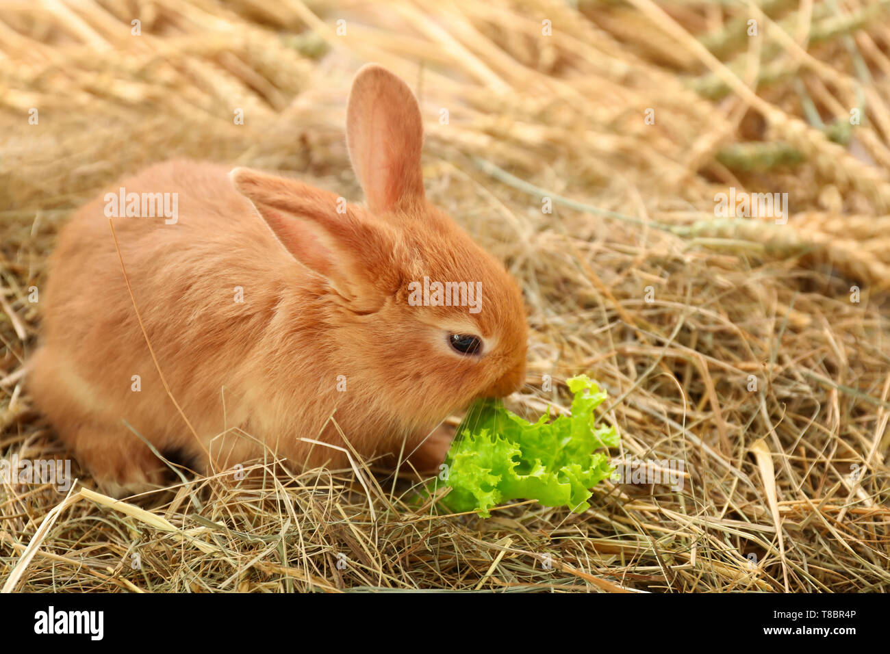 Cute fluffy bunny eating lettuce on straw Stock Photo - Alamy