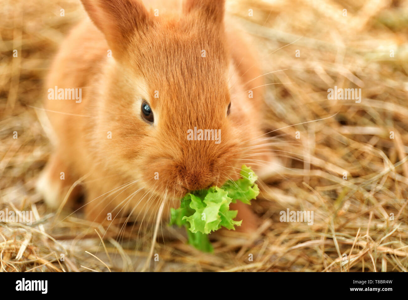 Cute fluffy bunny eating lettuce on straw Stock Photo - Alamy