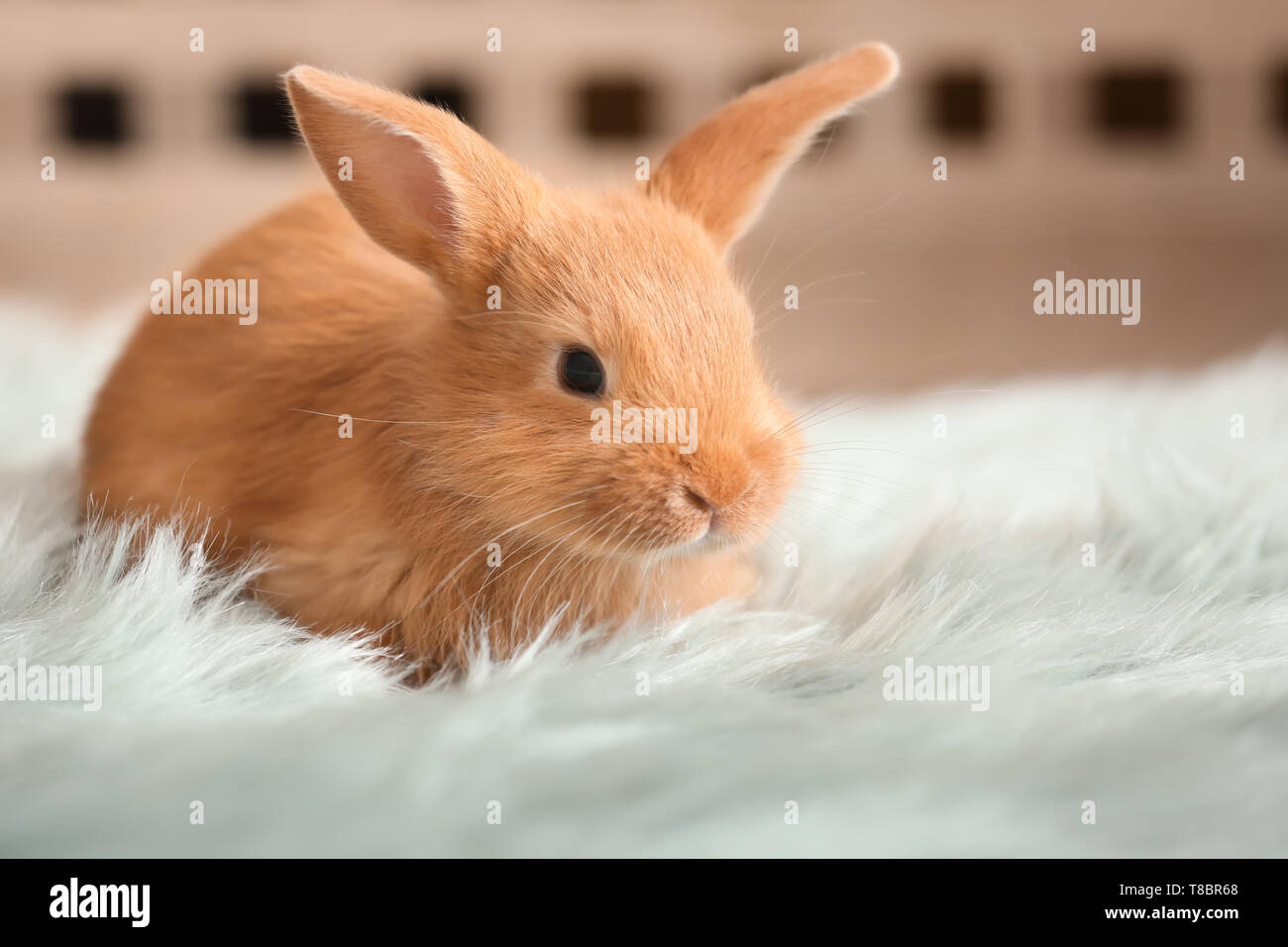 Adorable Fluffy Baby Bunnies