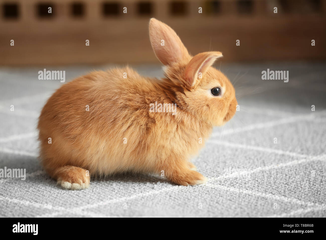 Cute fluffy bunny on floor at home Stock Photo - Alamy