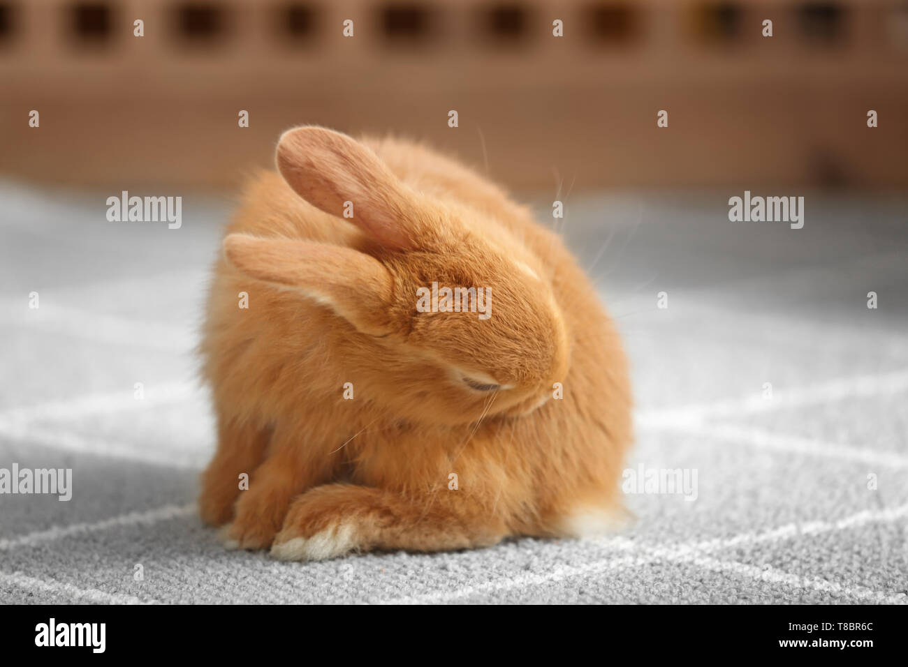 Cute fluffy bunny on floor at home Stock Photo - Alamy