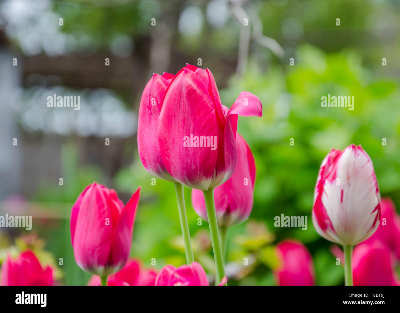 Colorful tulip field with blurred flower as background, mix colored ...