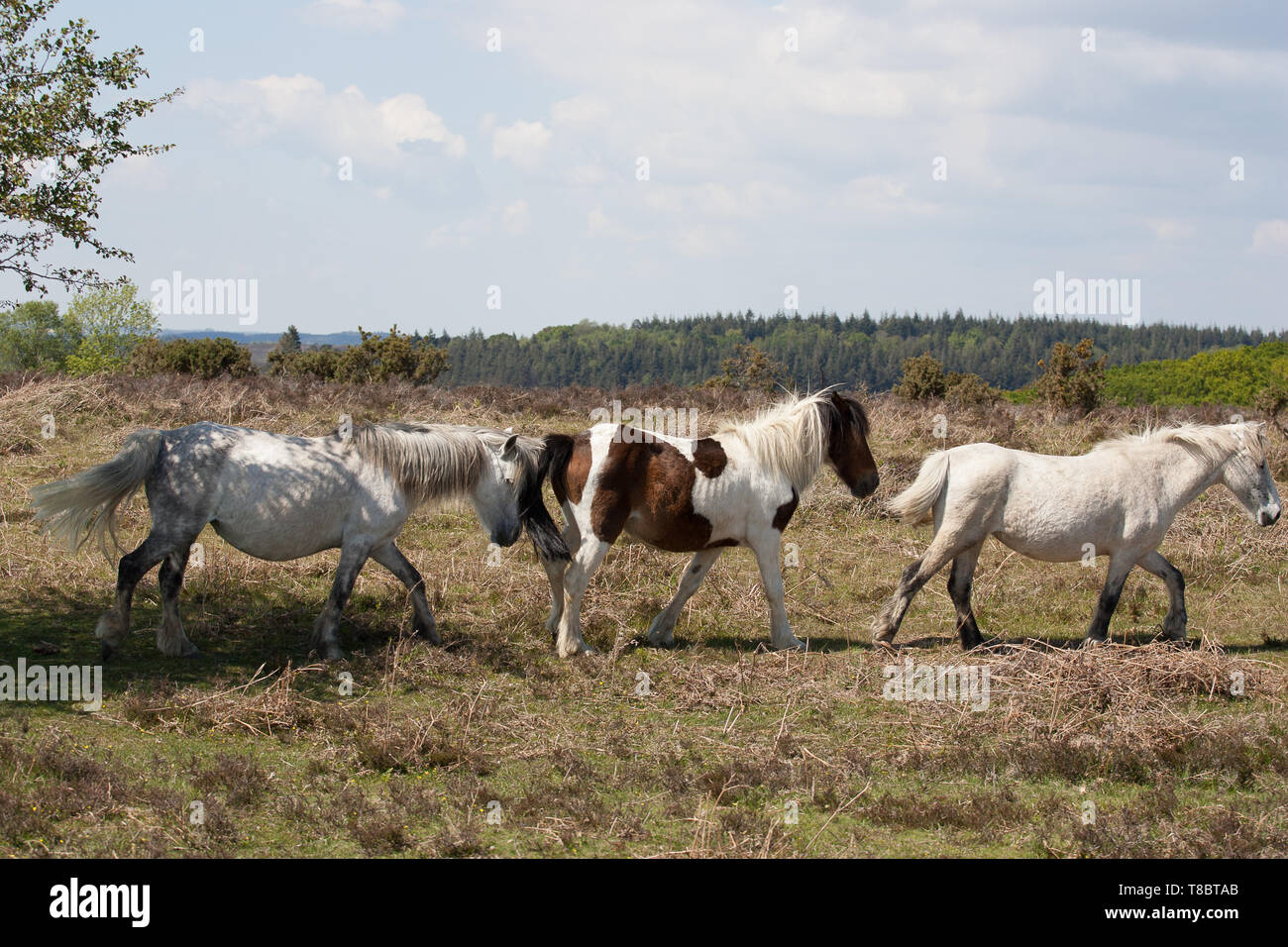 Hardy pony breed hi-res stock photography and images - Alamy