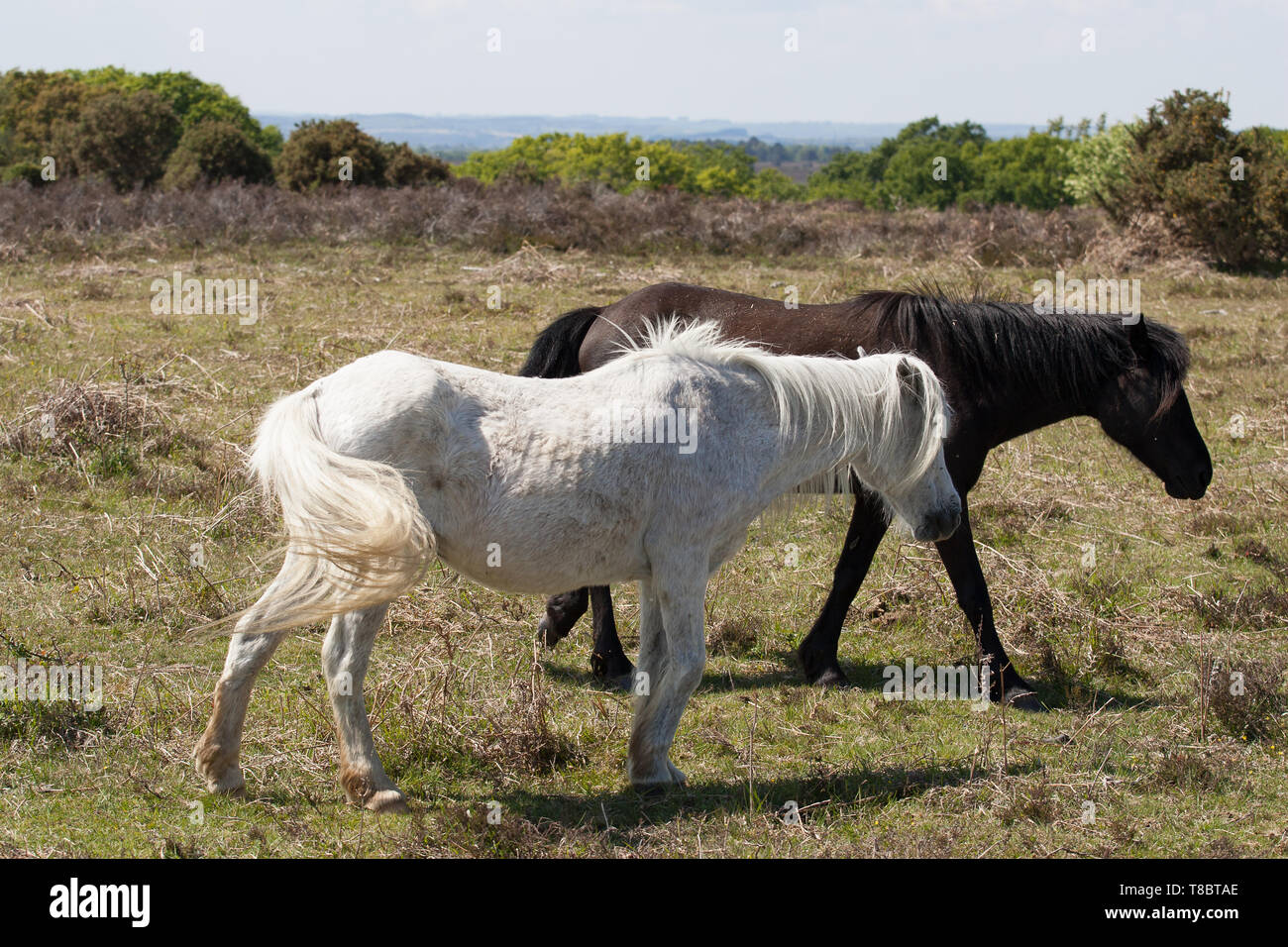 Pony ponies in New Forest Stock Photo - Alamy