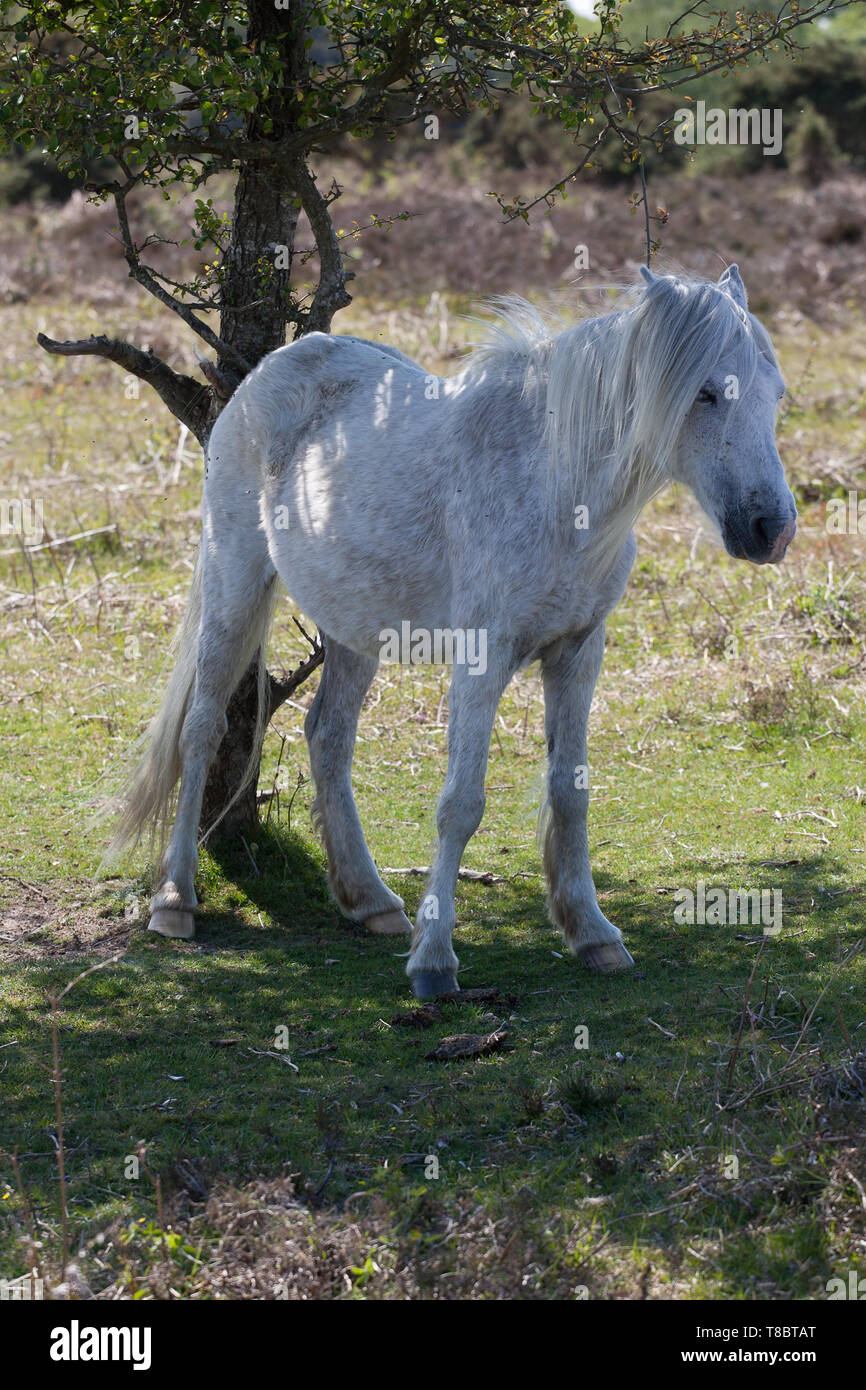 Hardy pony breed hi-res stock photography and images - Alamy