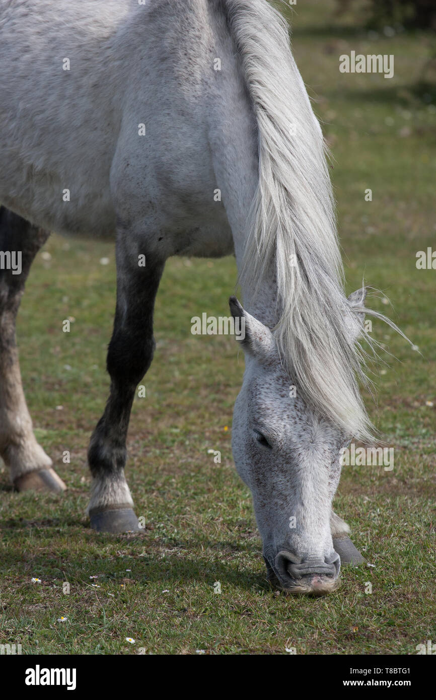 Pony ponies in New Forest Stock Photo - Alamy