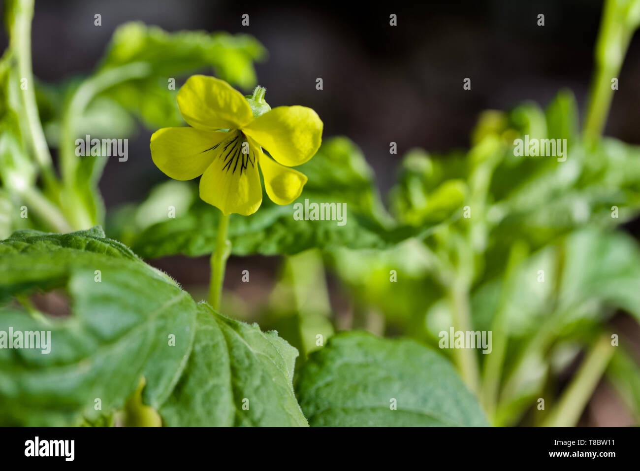 Macro abstract view of a downy yellow violet wildflower blooming in its ...