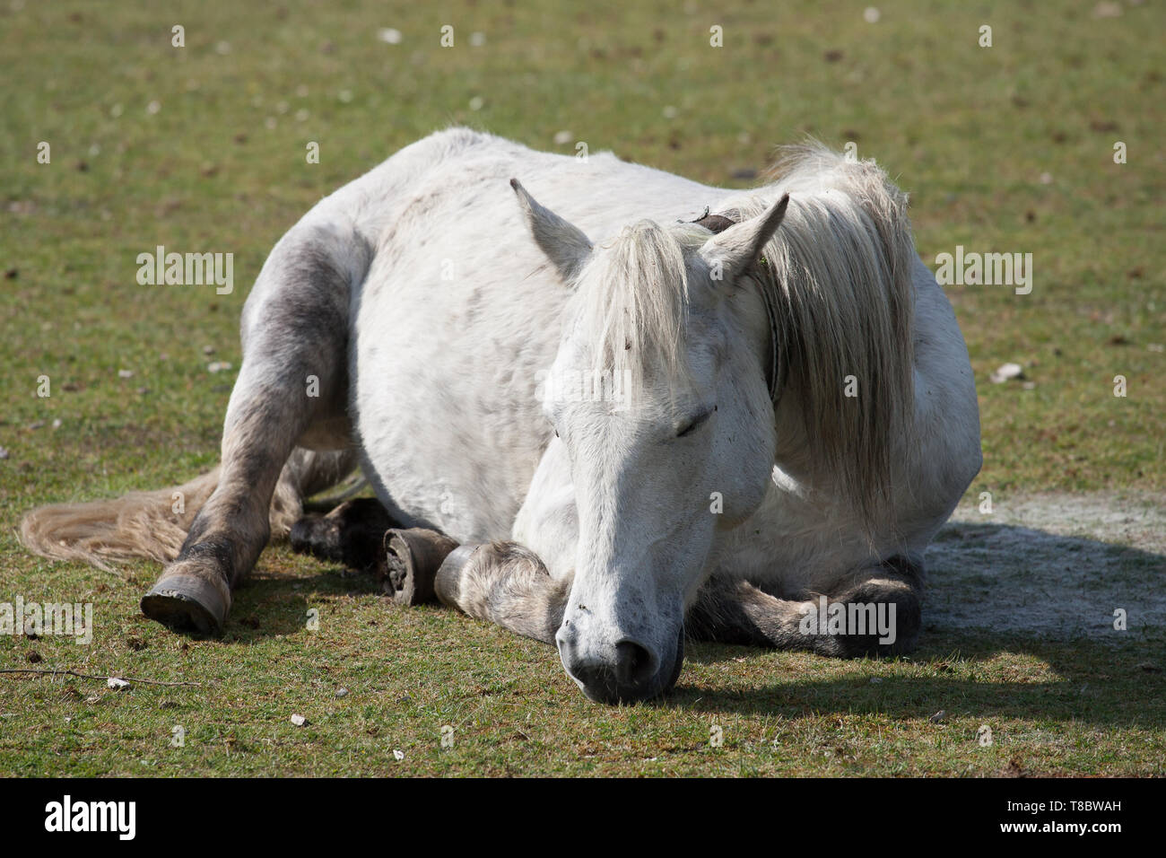 New forest pony lying down hi-res stock photography and images - Alamy