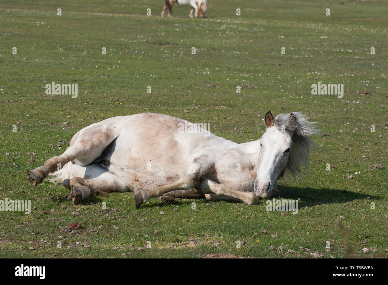 Spring around the new forest hi-res stock photography and images - Alamy