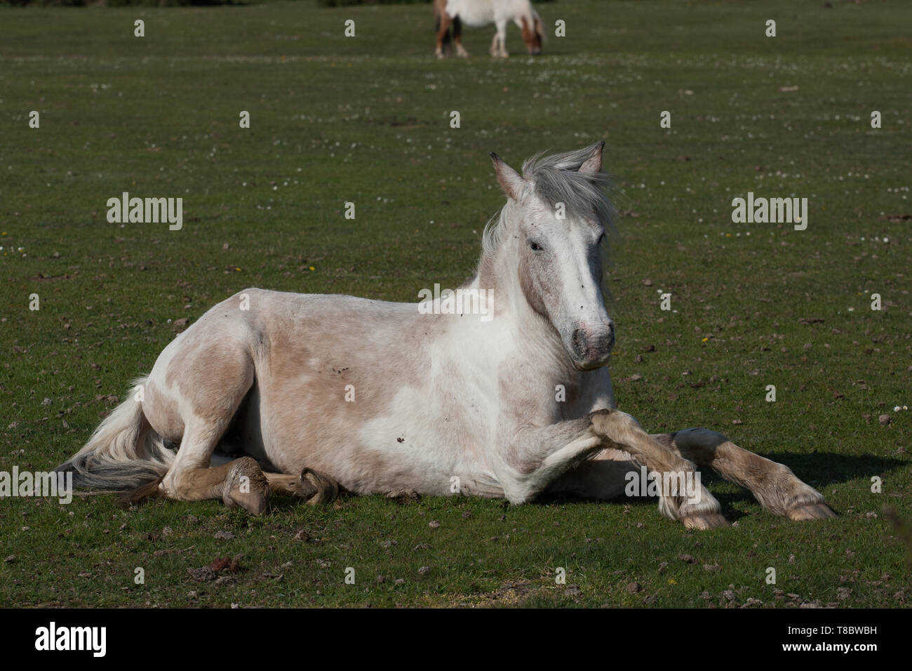 New forest pony lying down hi-res stock photography and images - Alamy