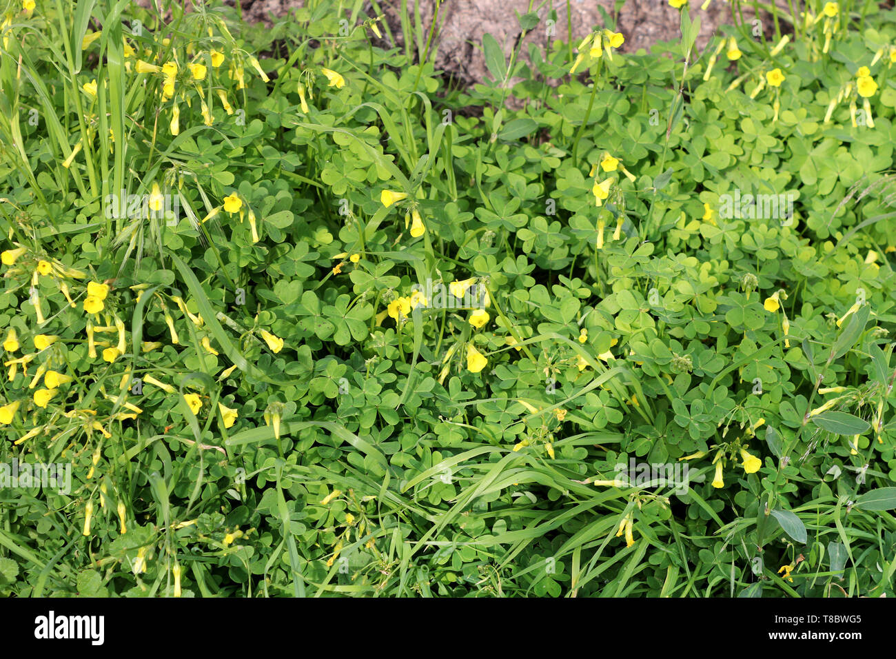 Bermuda Buttercup - Oxalis pes-caprae in the evening when the flowers ...