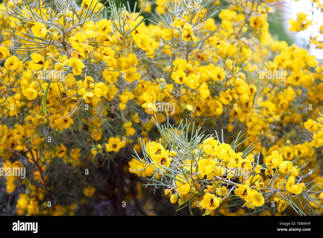 Beautiful yellow blooming flowers in Larnanca, Cyprus Stock Photo - Alamy