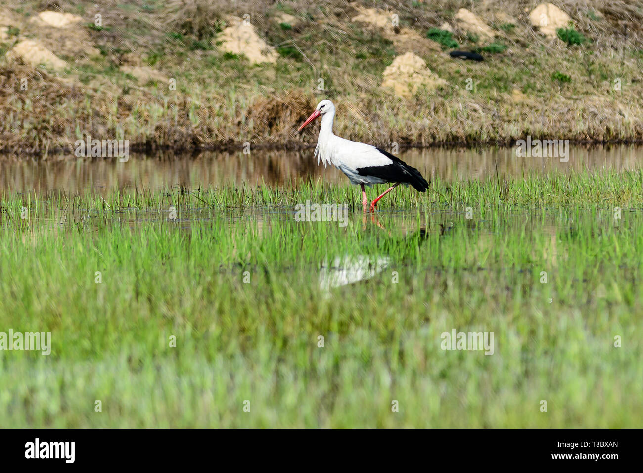 National bird of poland hi-res stock photography and images - Alamy
