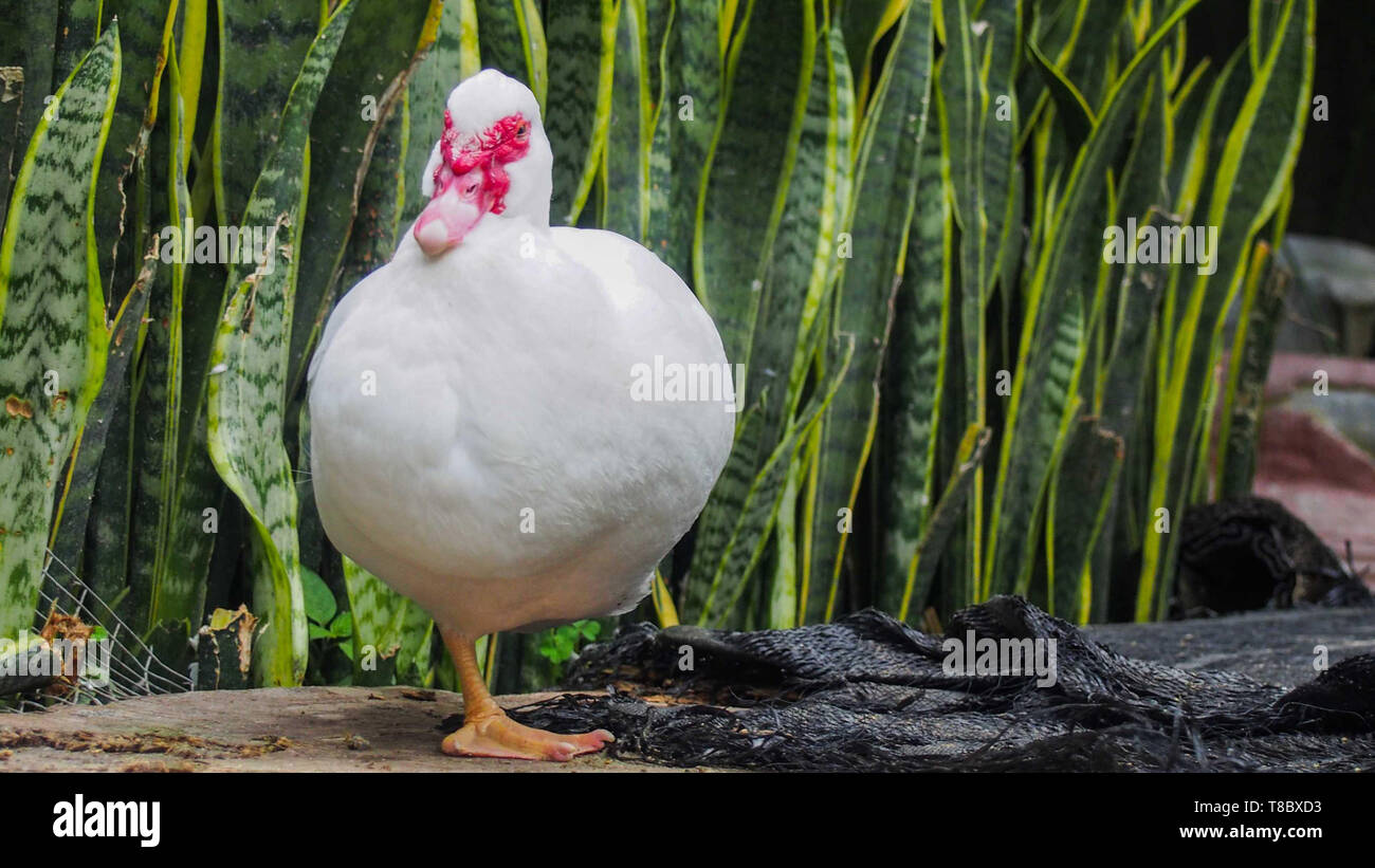 White duck standing in front of a snake plant Stock Photo - Alamy
