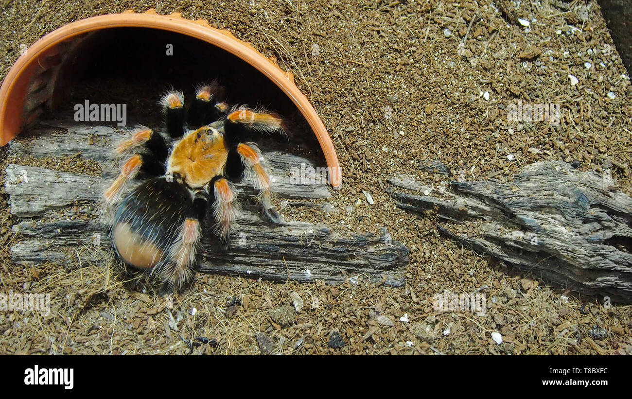 Tarantula on sand hi-res stock photography and images - Alamy