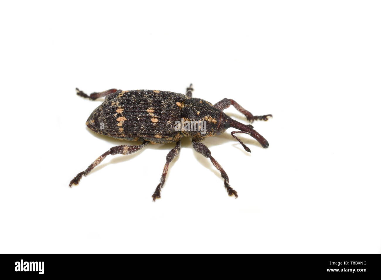 Pine weevil Pissodes pini isolated on white background Stock Photo - Alamy