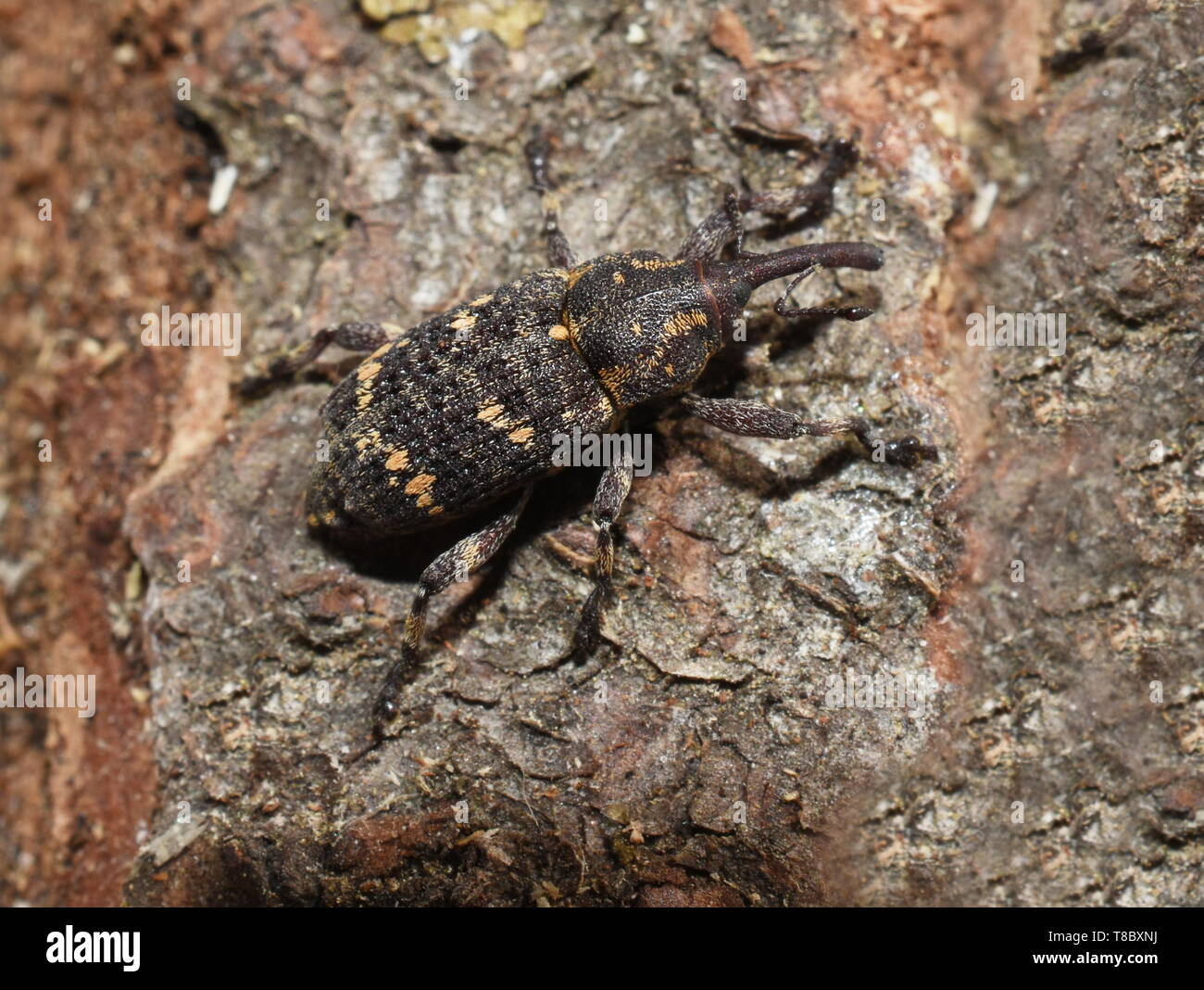 Pissodes weevil hi-res stock photography and images - Alamy