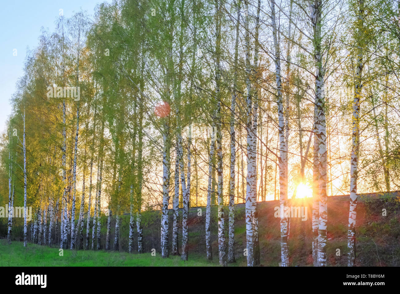 Birch alley. City landscape at sunset. Ring road in St. Petersburg ...