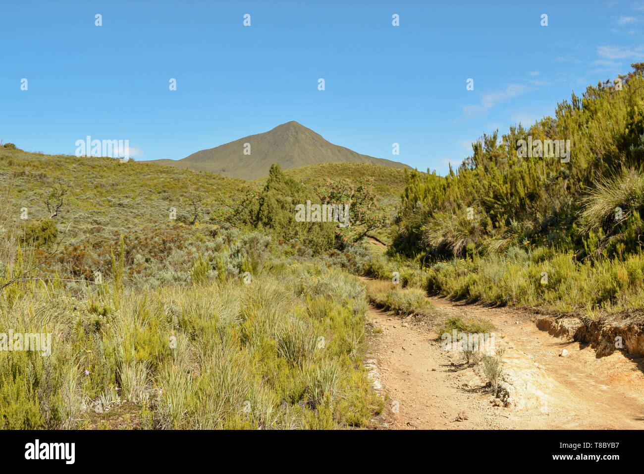 High altitude moorland against a mountain background at Mount Kenya ...