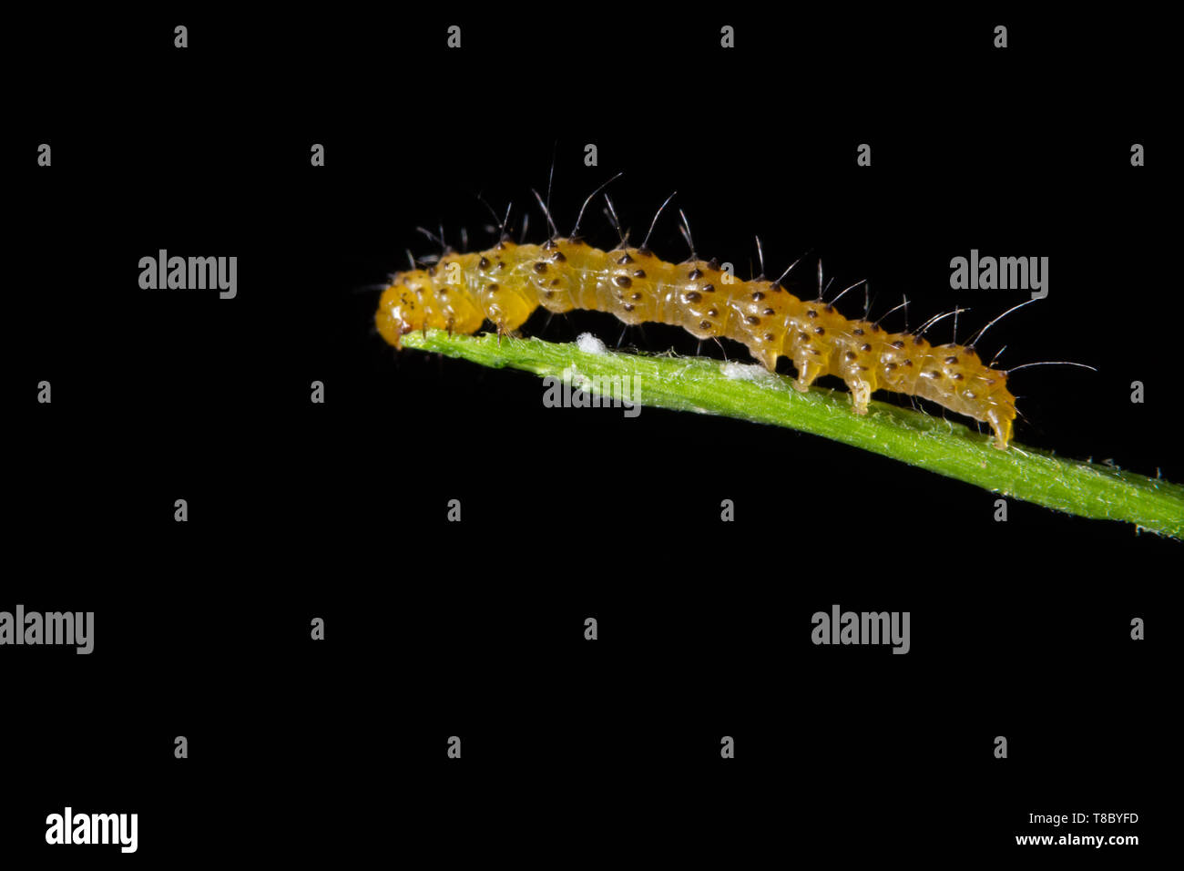Macro worm on the branches Stock Photo - Alamy