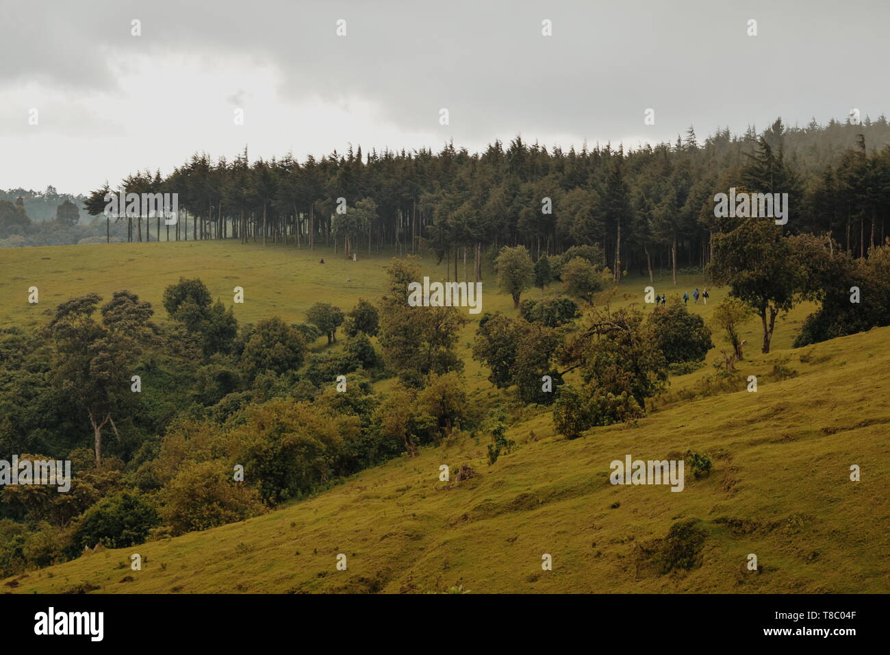 The rainforest in the Aberdare Ranges, Kenya Stock Photo - Alamy