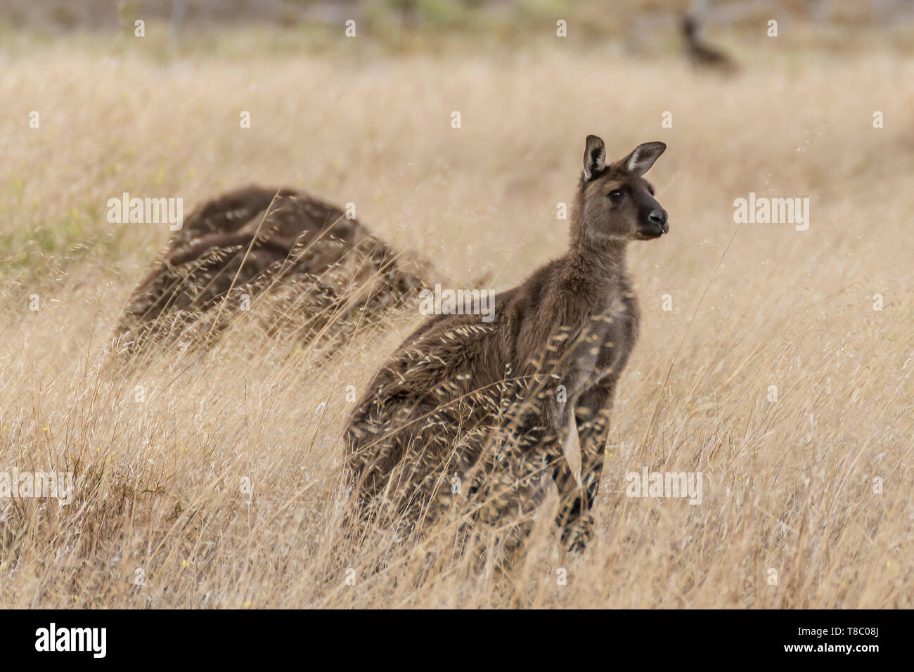 Kangaroo emerges from the dry grass of a cultivated field on Kangaroo ...